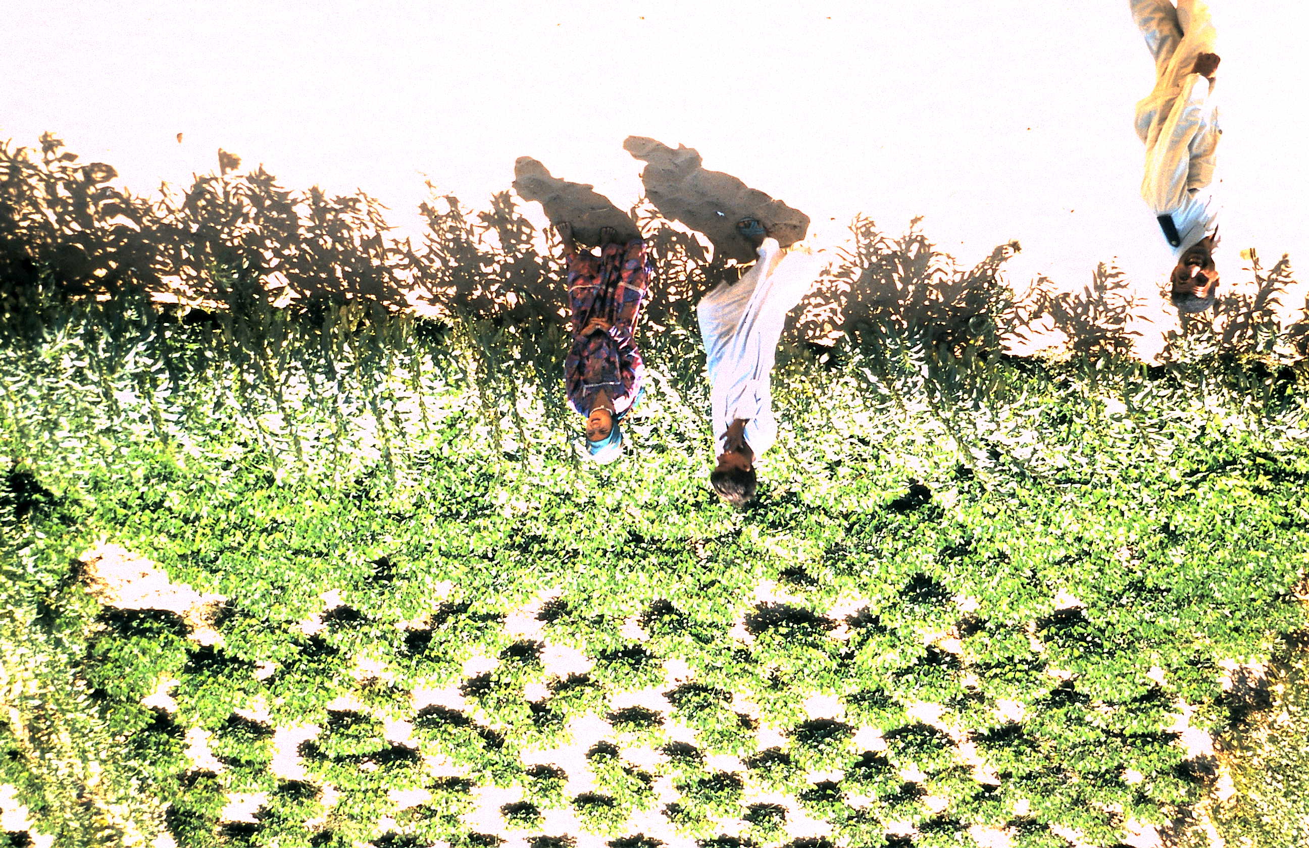 EGYPTE MAGHAGHA RELEVE